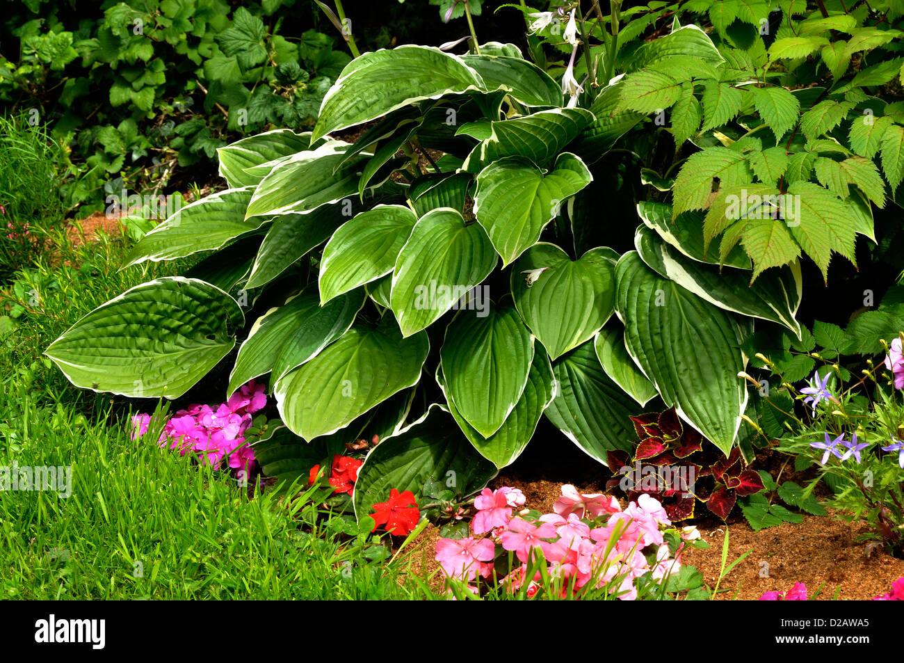 Hosta crispula, in june, in a garden. Normandy, France Stock Photo - Alamy