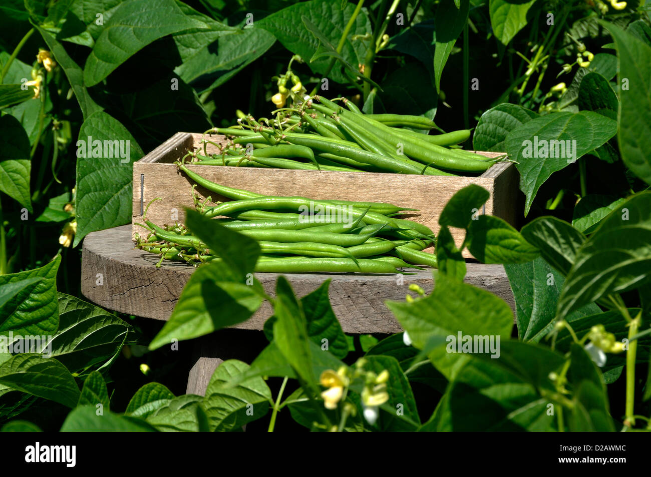 Dwarf beans (Phaseolus vulgaris) harvest Stock Photo - Alamy