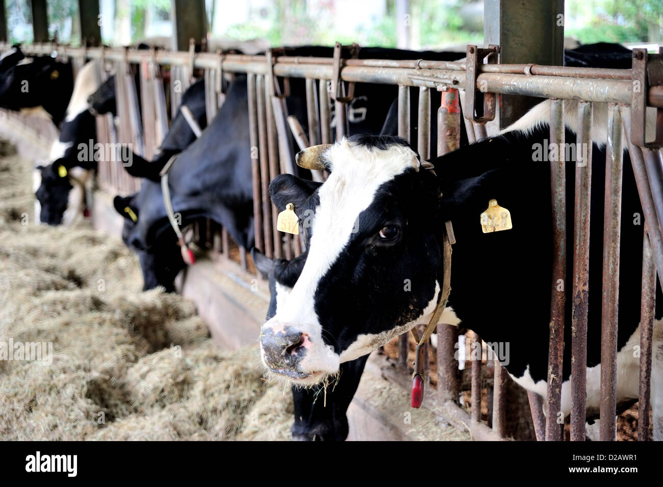 Cattle taiwan hi-res stock photography and images - Alamy