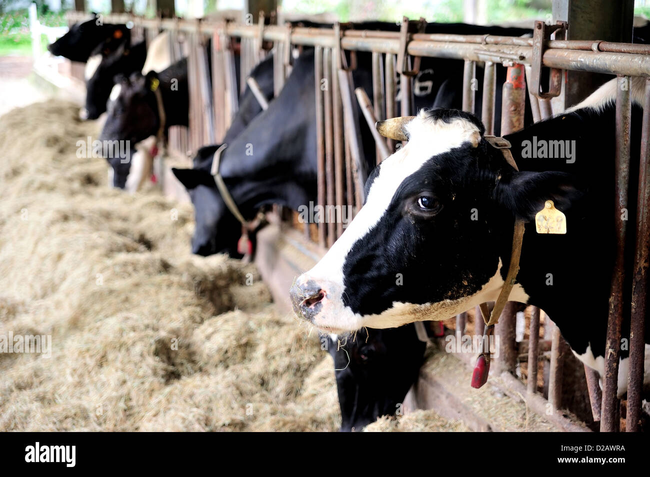 Milk cow in a row at Taiwan Stock Photo - Alamy