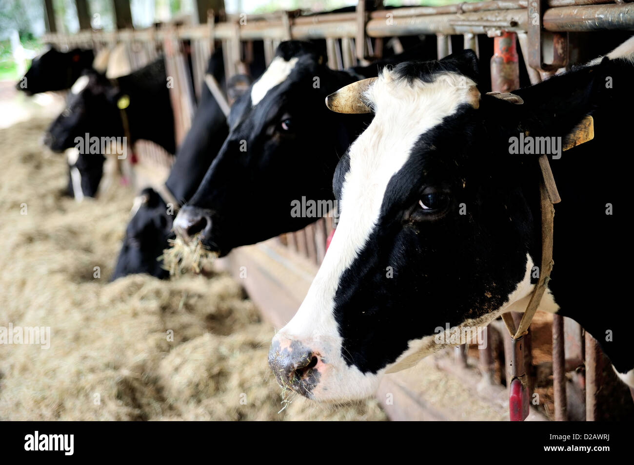 Milk cow in a row at Taiwan Stock Photo - Alamy