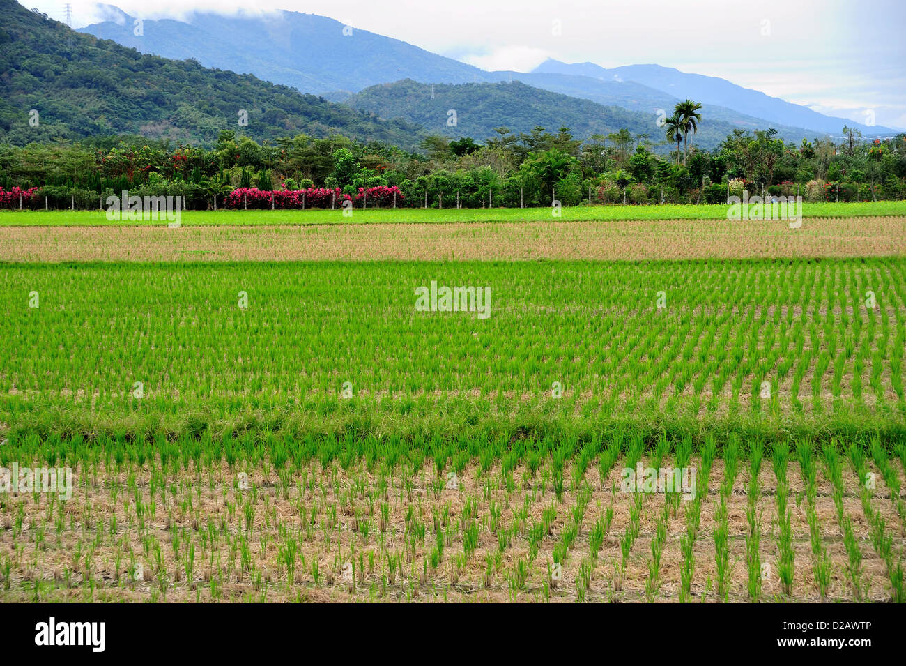 Green grassland in Taiwan countryside Stock Photo - Alamy