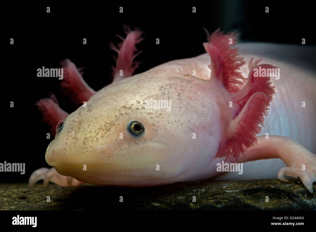 White axolotl (Ambystoma mexicanum) neotenic aquatic salamander ...