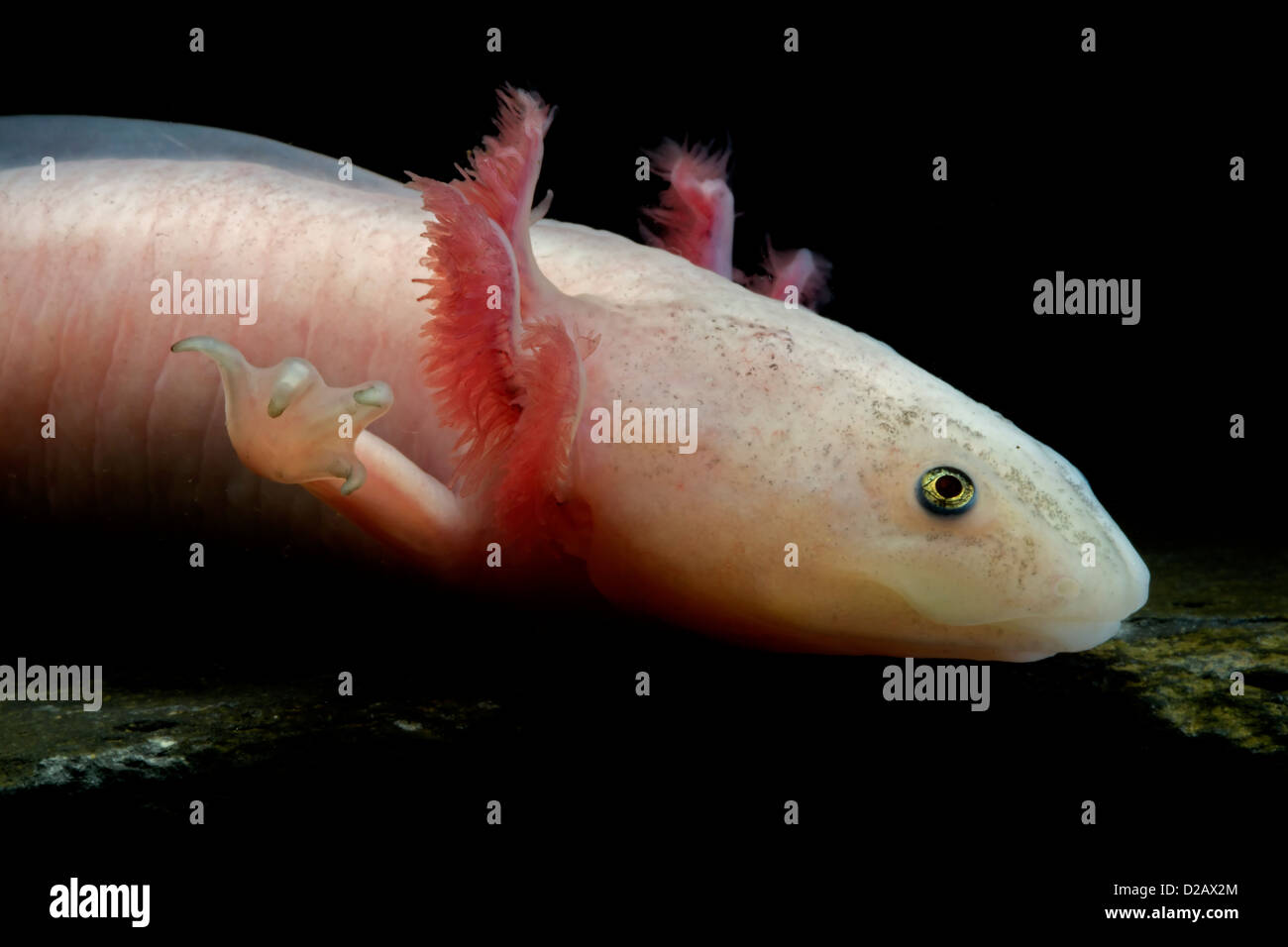 White axolotl (Ambystoma mexicanum) neotenic aquatic salamander ...