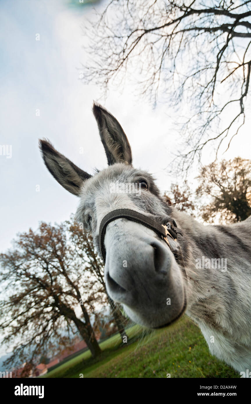 Donkey smile face hi-res stock photography and images - Alamy