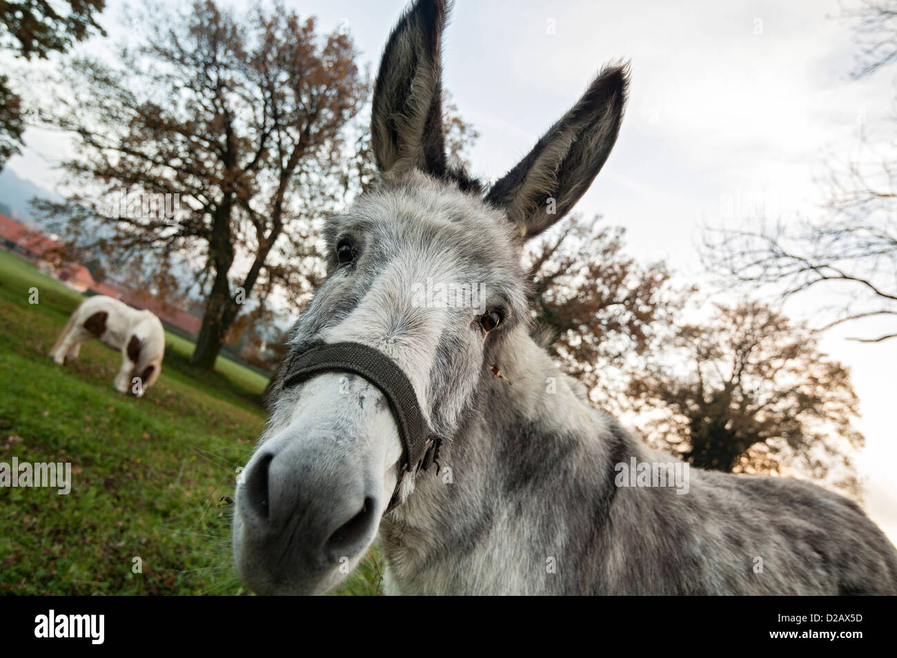 Donkey smile face hi-res stock photography and images - Alamy