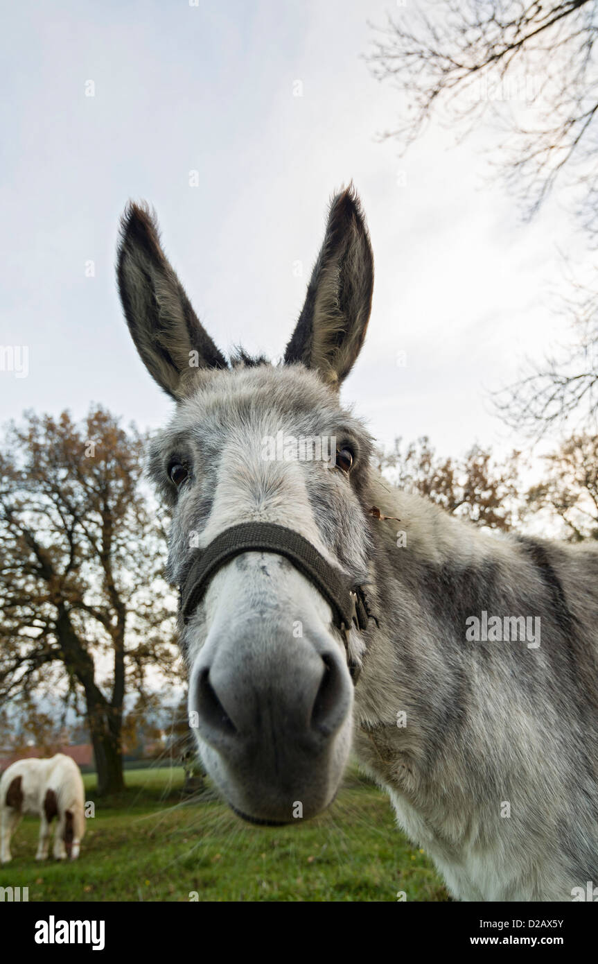Donkey smile face hi-res stock photography and images - Alamy