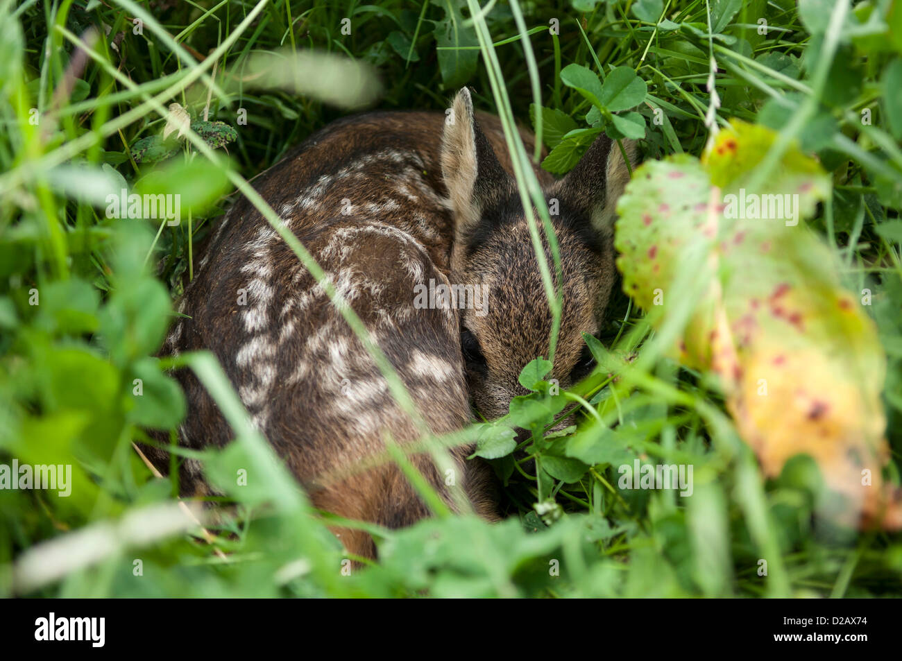 Sleeping fawn hi-res stock photography and images - Alamy