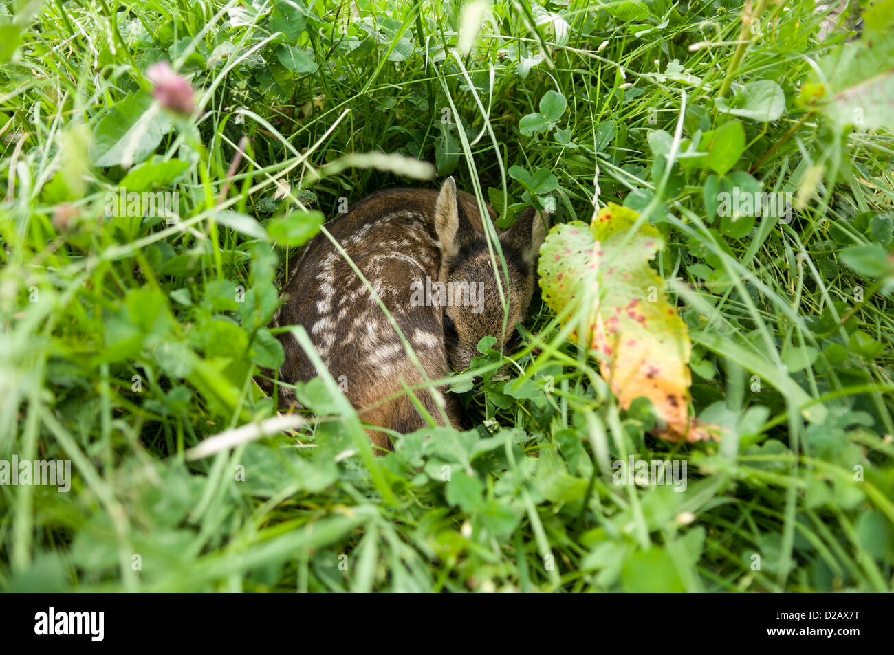 Fawn - Sleeping in the grass Stock Photo - Alamy