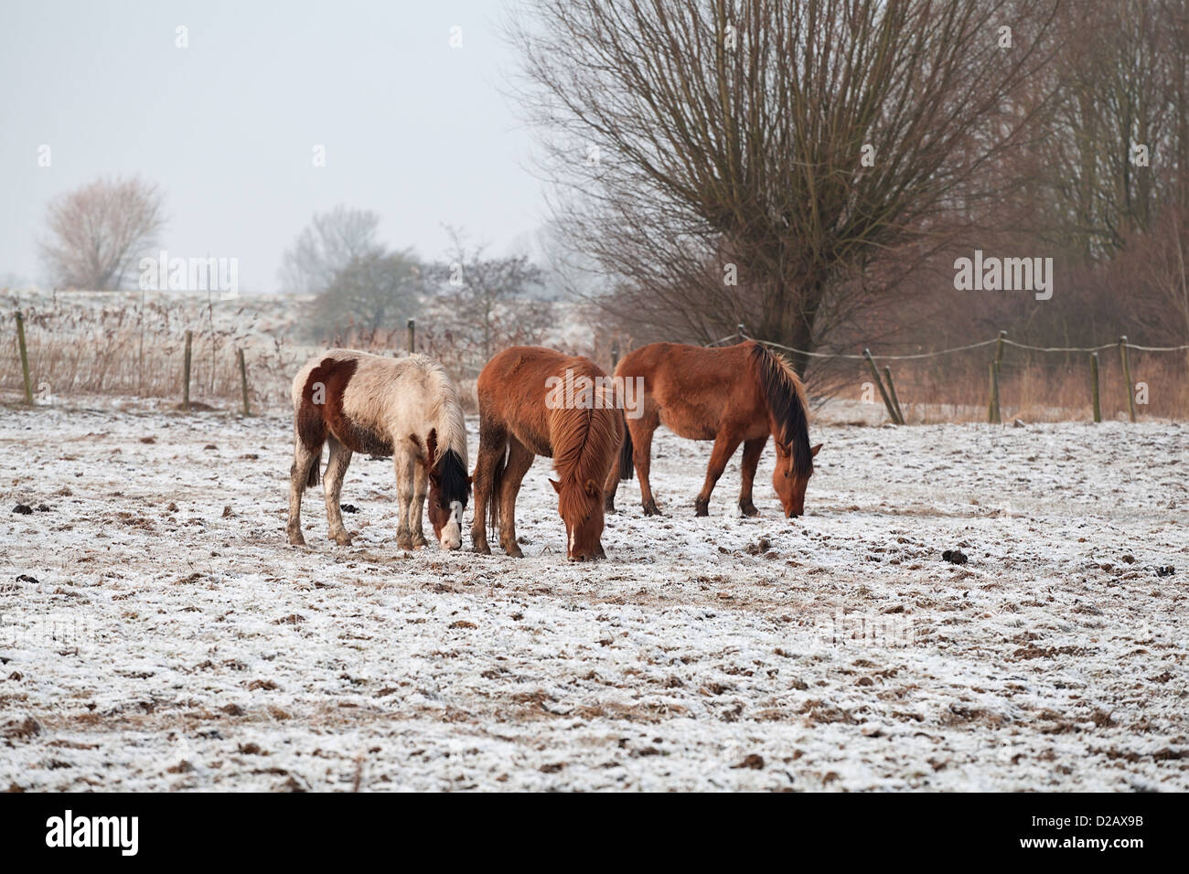 horses on snow pasture in winter Stock Photo - Alamy