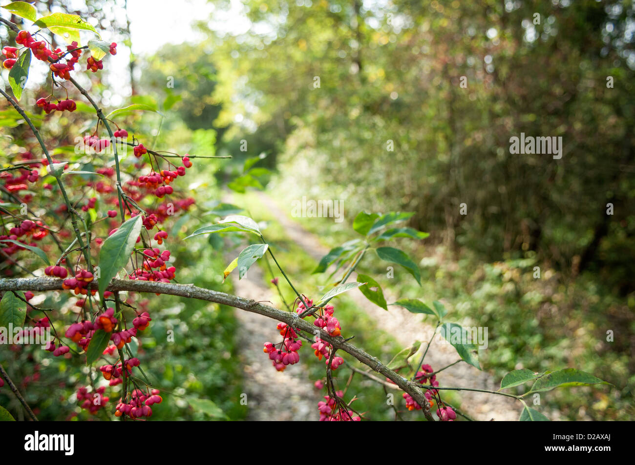 Spindle plant hi-res stock photography and images - Alamy