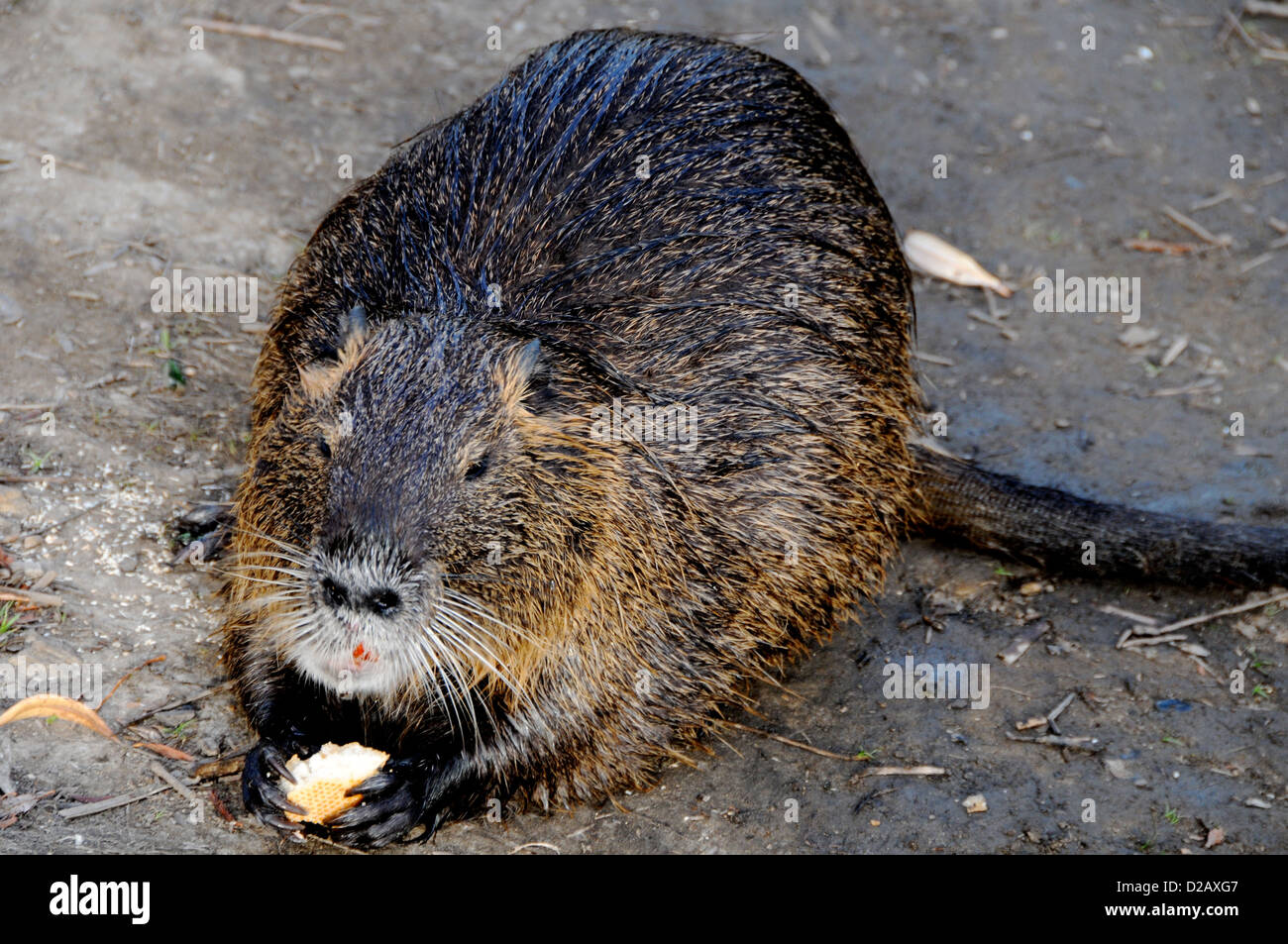 Nutria eating hi-res stock photography and images - Alamy