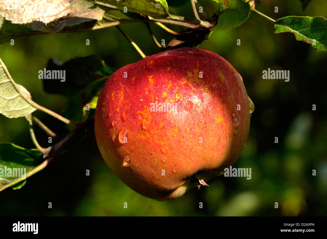 "Melrose" apple (Malus domestica), in the tree, in august Stock Photo ...