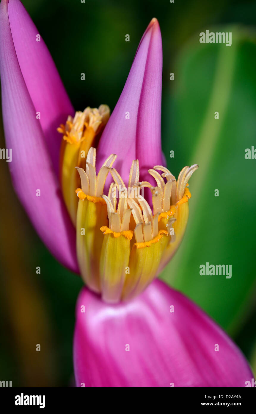 Banana Flower High Resolution Stock Photography and Images - Alamy