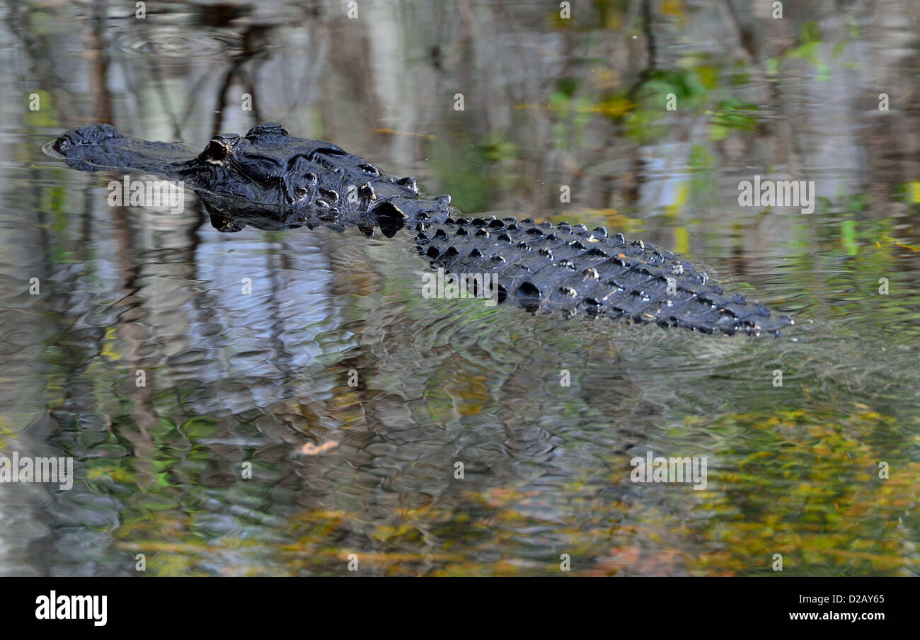 An alligator in a shallow pool. Big Cypress National Preserve, Florida ...