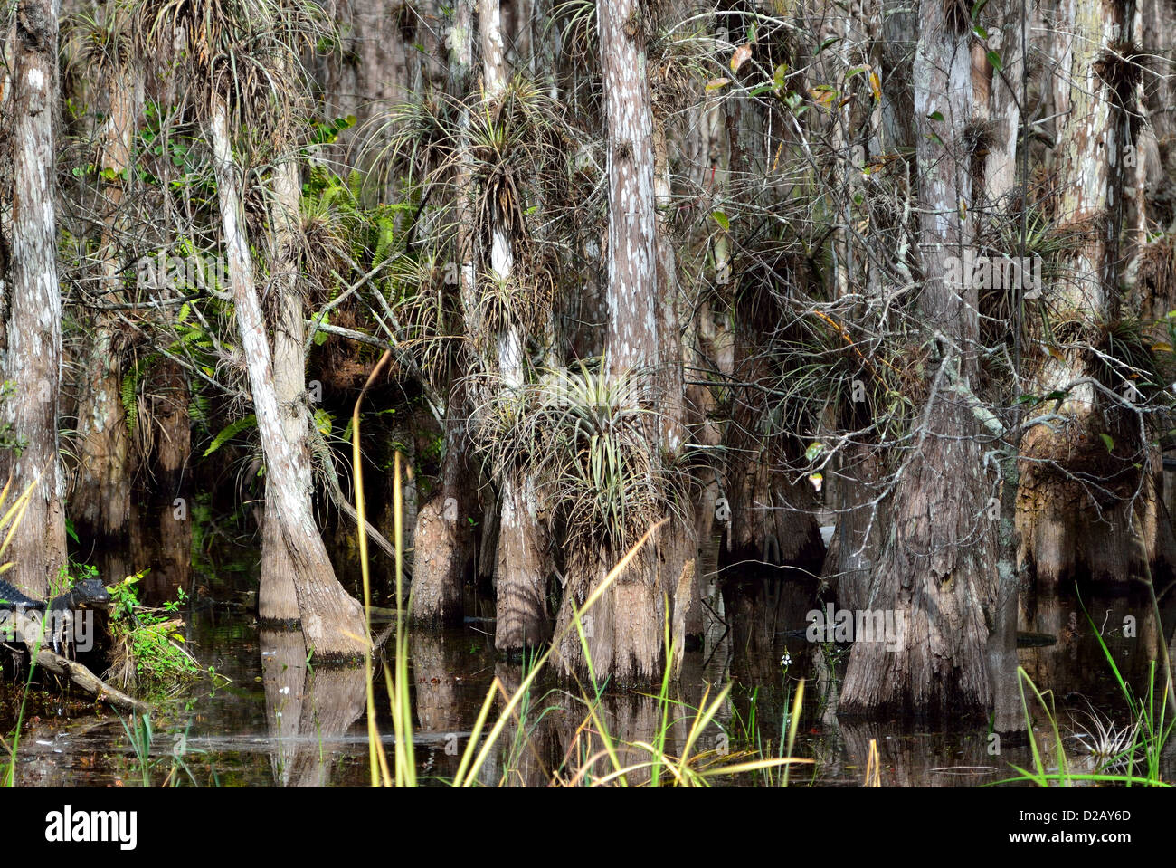Cypress trees florida hi-res stock photography and images - Alamy
