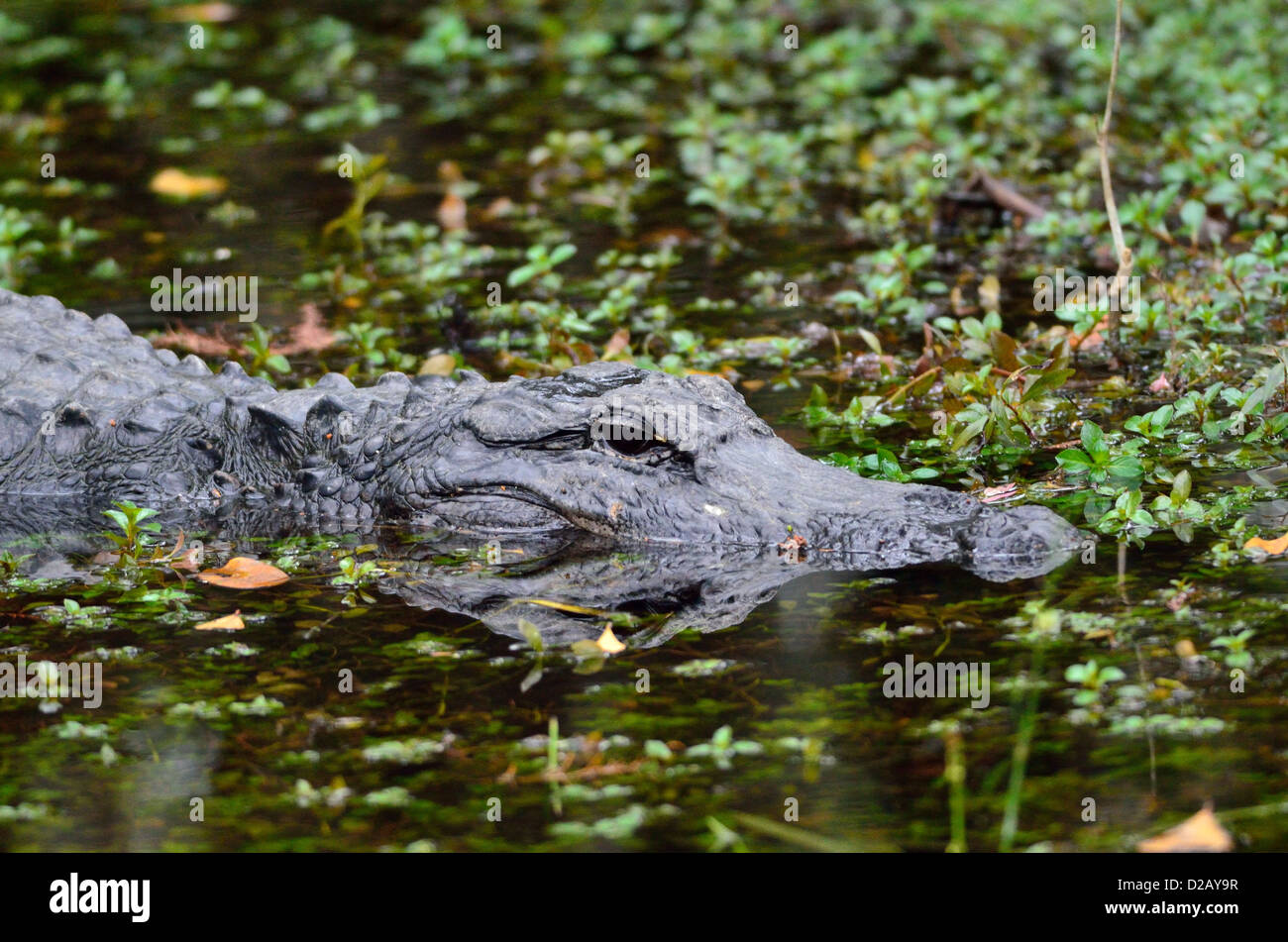 An alligator in a shallow pool. Big Cypress National Preserve, Florida ...