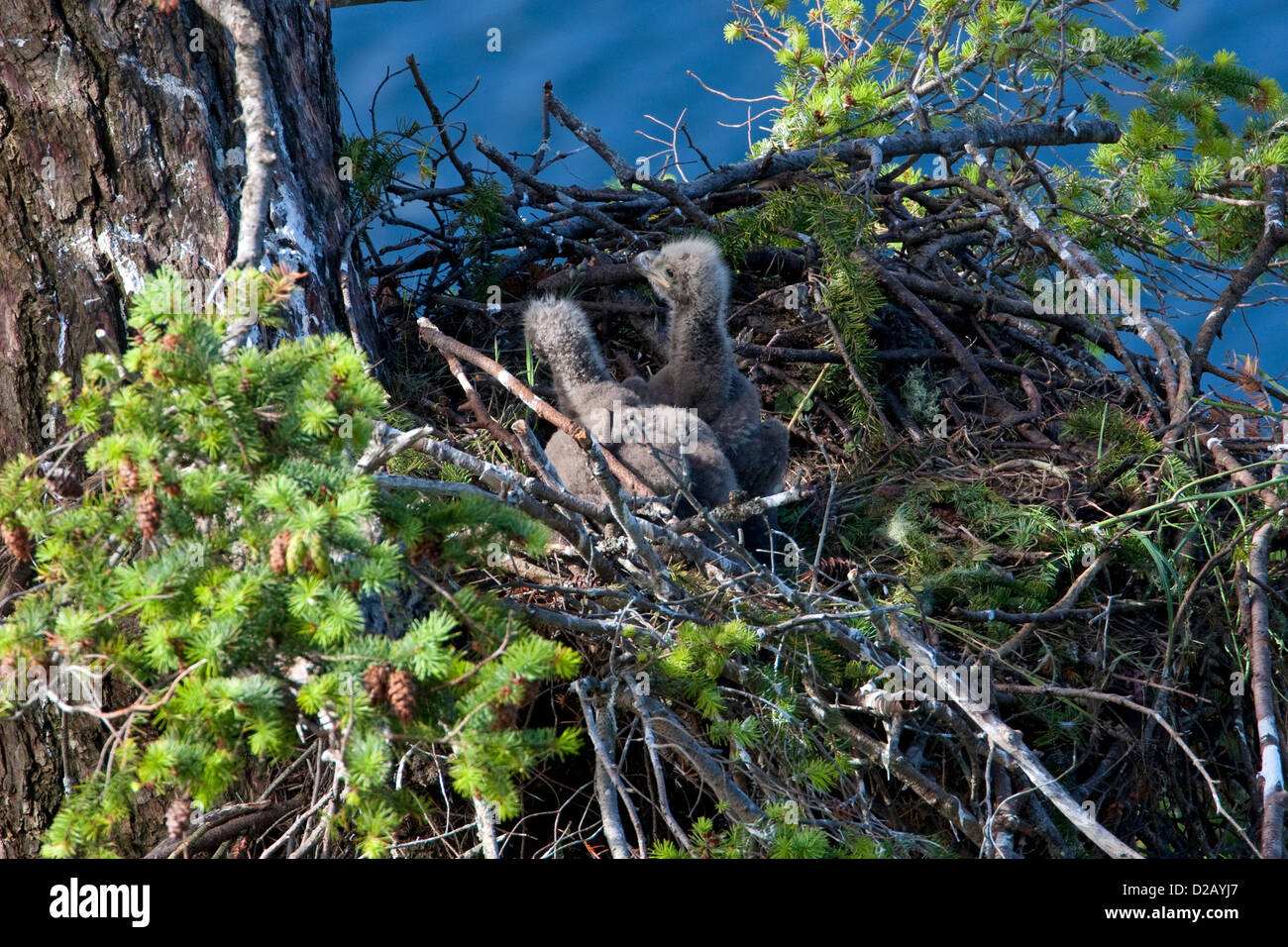 Bald Eagle Haliaeetus Leucocephalus Two Eaglets Alone On Nest In