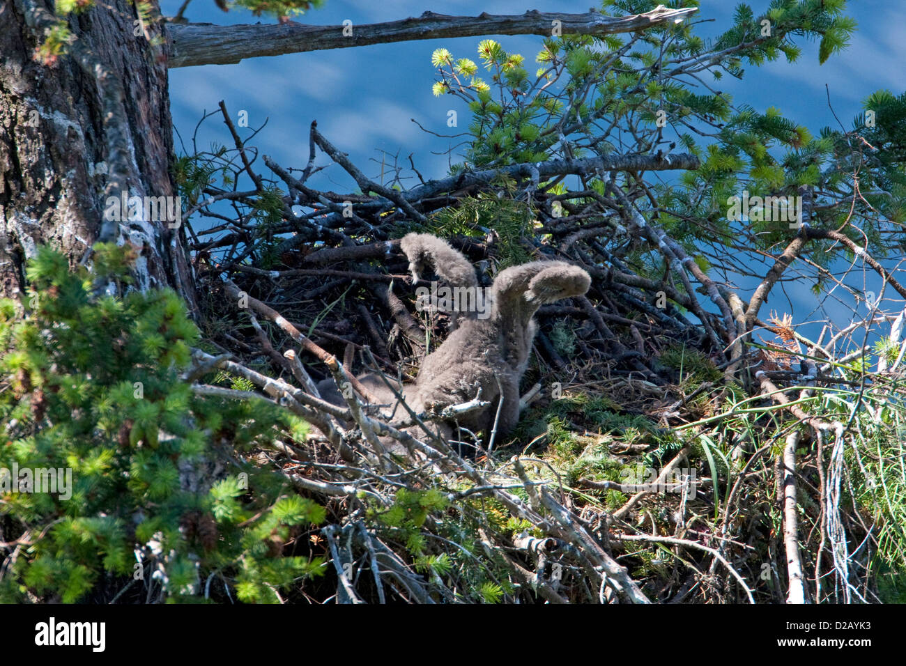 Haliaeetus leucocephalus eagle raptor eaglet nest raptor tree hi-res ...