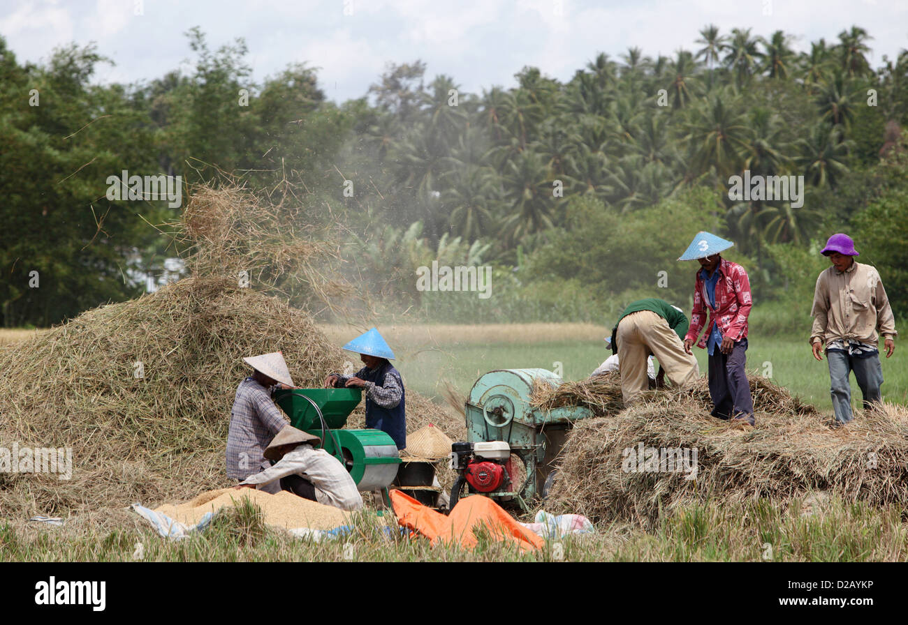 Pariaman, Indonesia, farmers threshing rice Stock Photo - Alamy