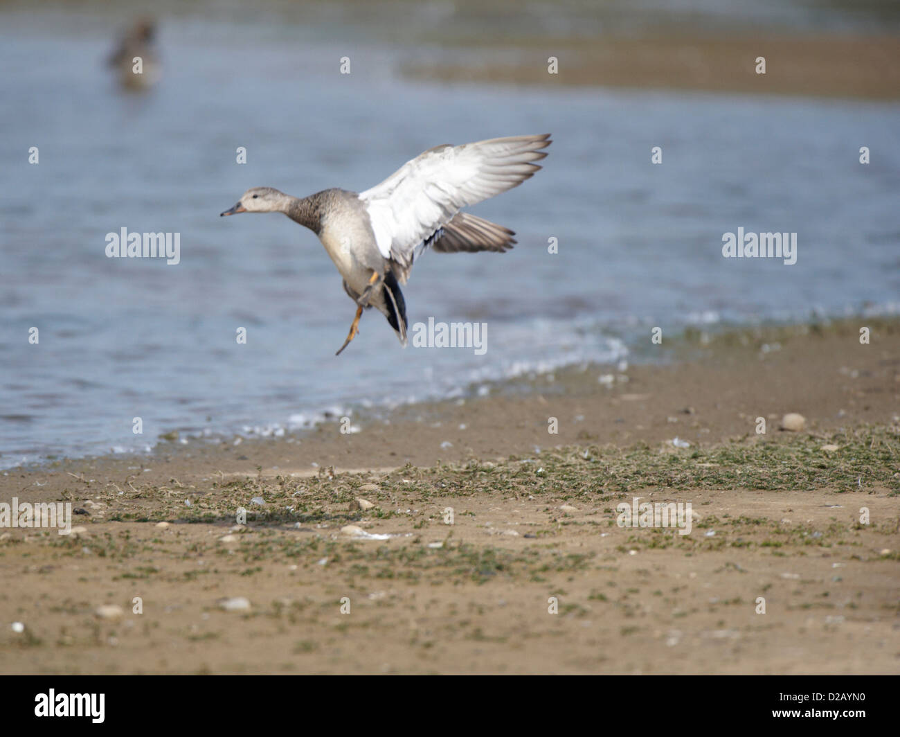 Gadwall in flight Stock Photo - Alamy