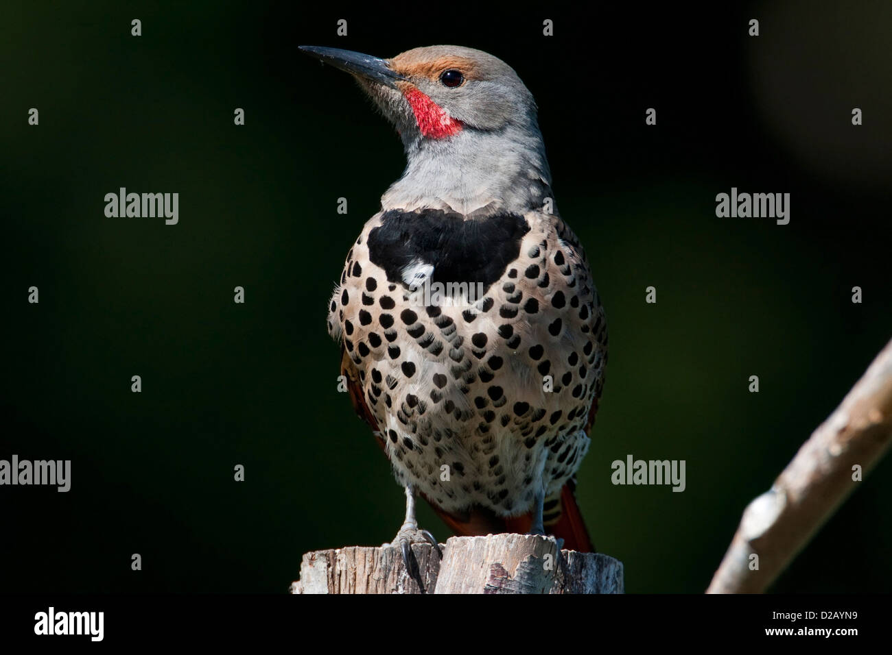 Flicker on dead tree stump hi-res stock photography and images - Alamy