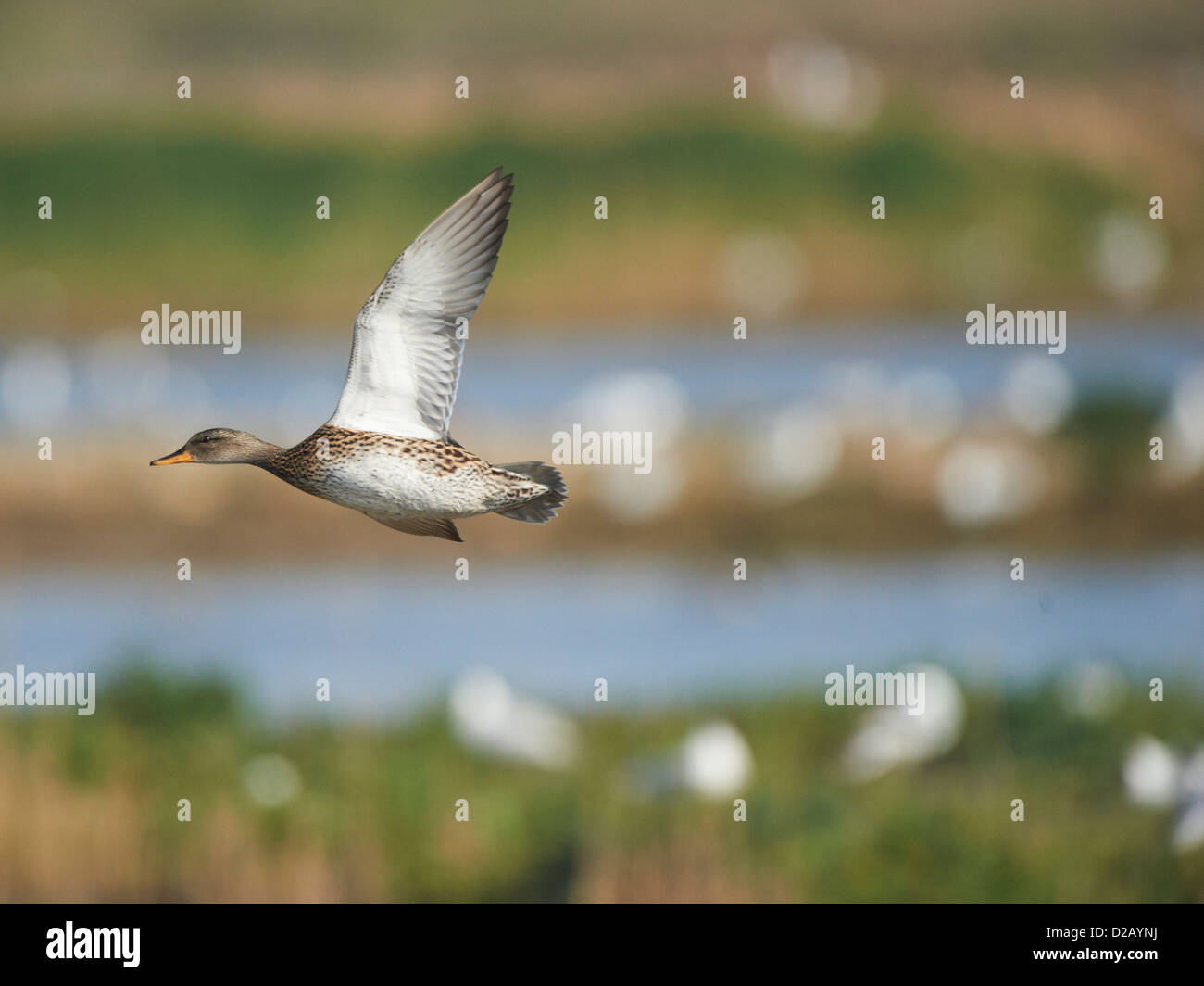 Gadwall in flight Stock Photo - Alamy