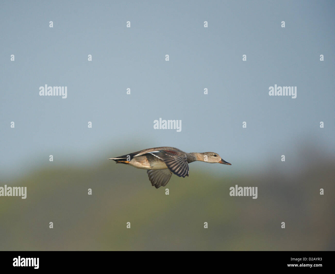 Gadwall in flight Stock Photo - Alamy