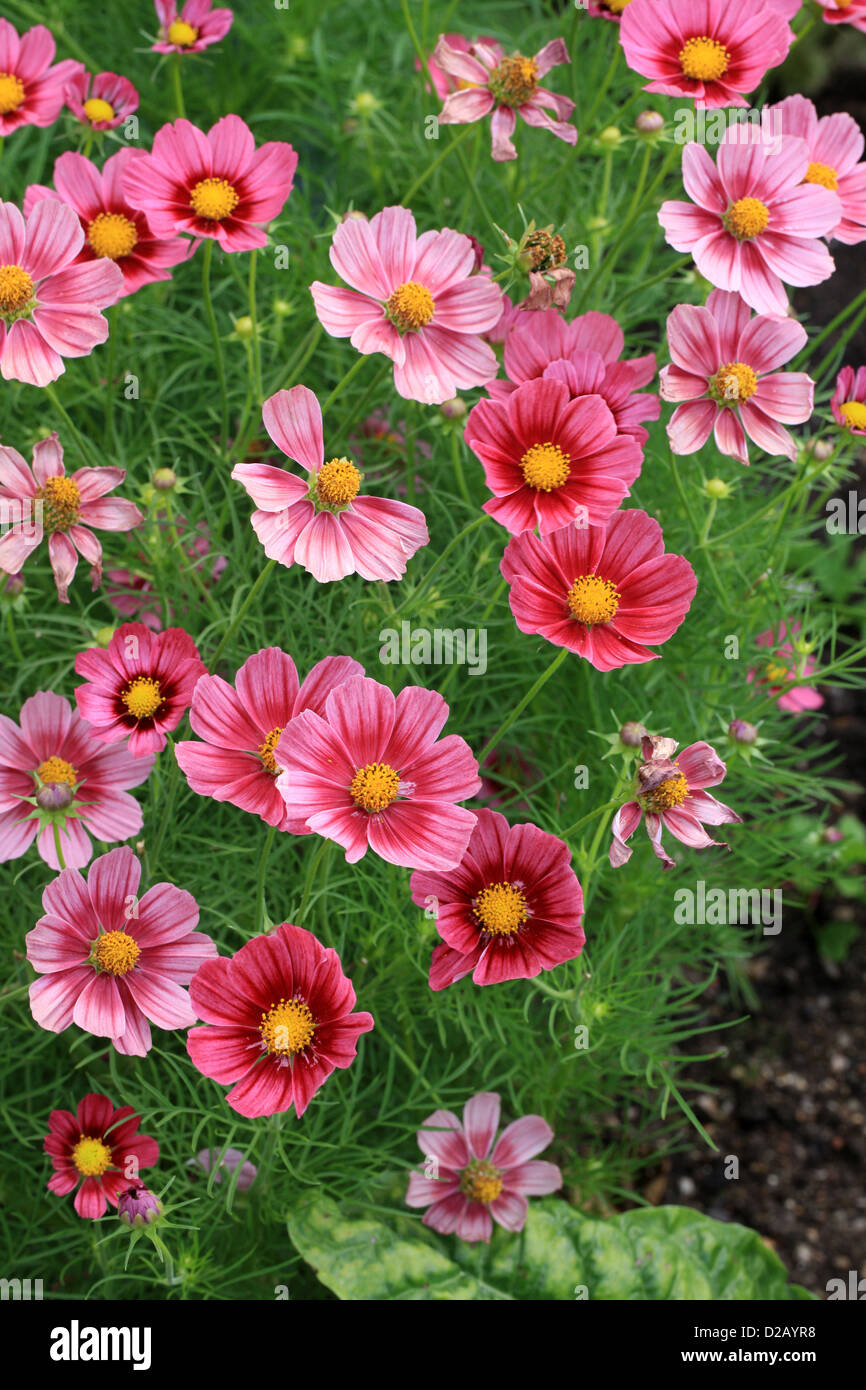 Garden Cosmos or Mexican Aster, Cosmos bipinnatus, Asteraceae. Mexico ...