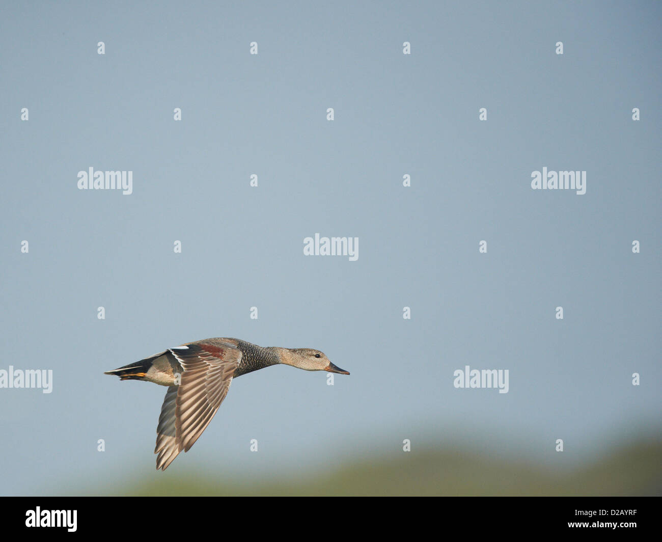 Gadwall in flight Stock Photo - Alamy