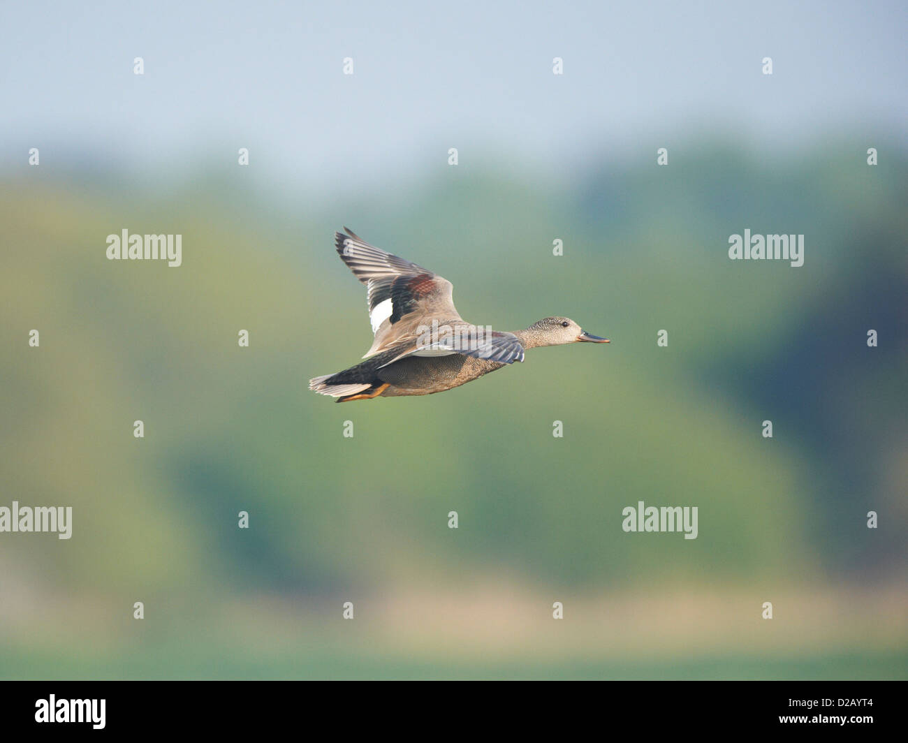 Gadwall in flight Stock Photo - Alamy