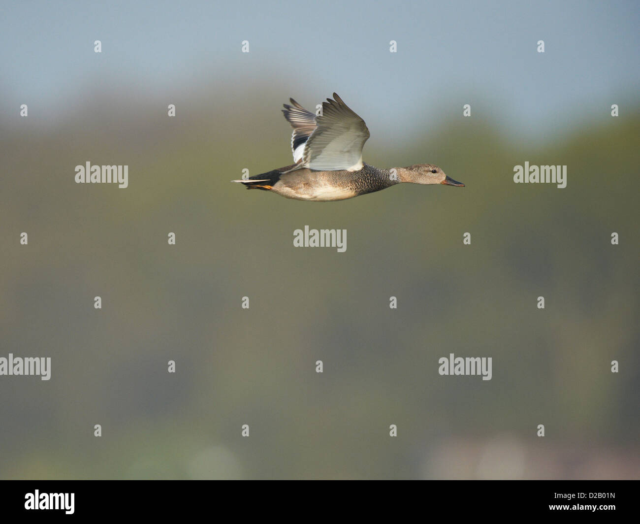 Gadwall in flight Stock Photo - Alamy