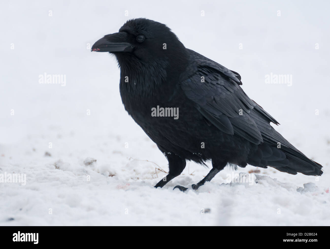 Corvidae species hi-res stock photography and images - Alamy