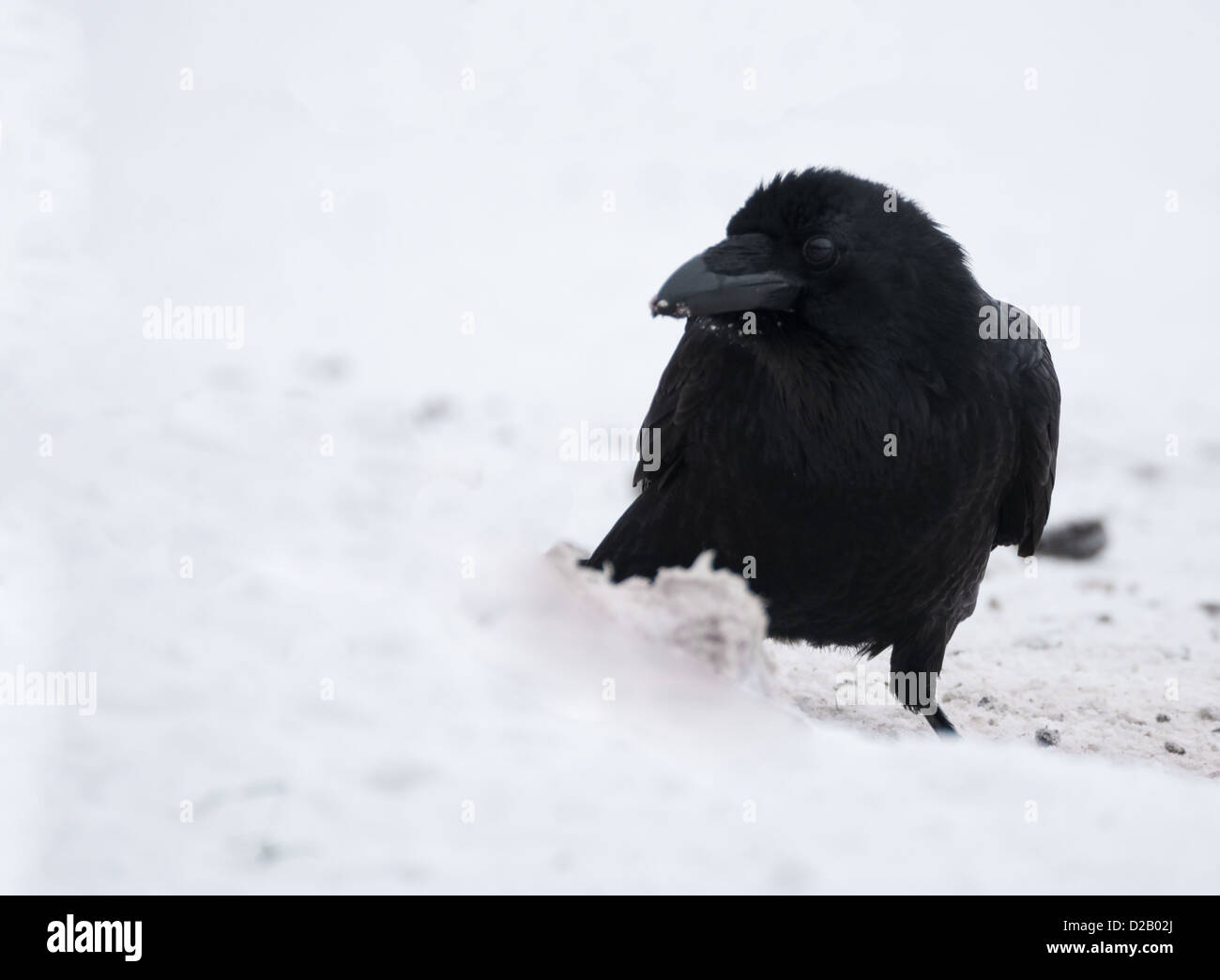 Corvus corax Corvidae Stock Photo - Alamy