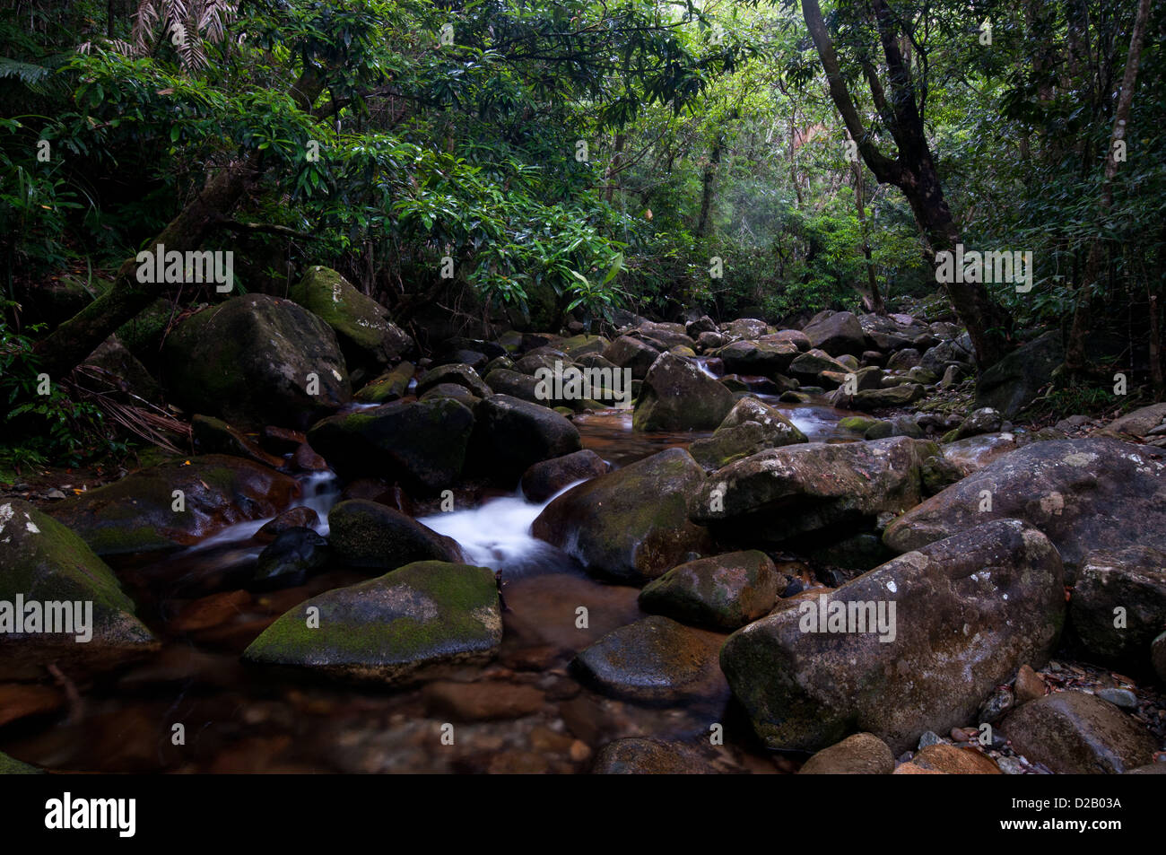 rainy day in the Daintree National Park Stock Photo - Alamy