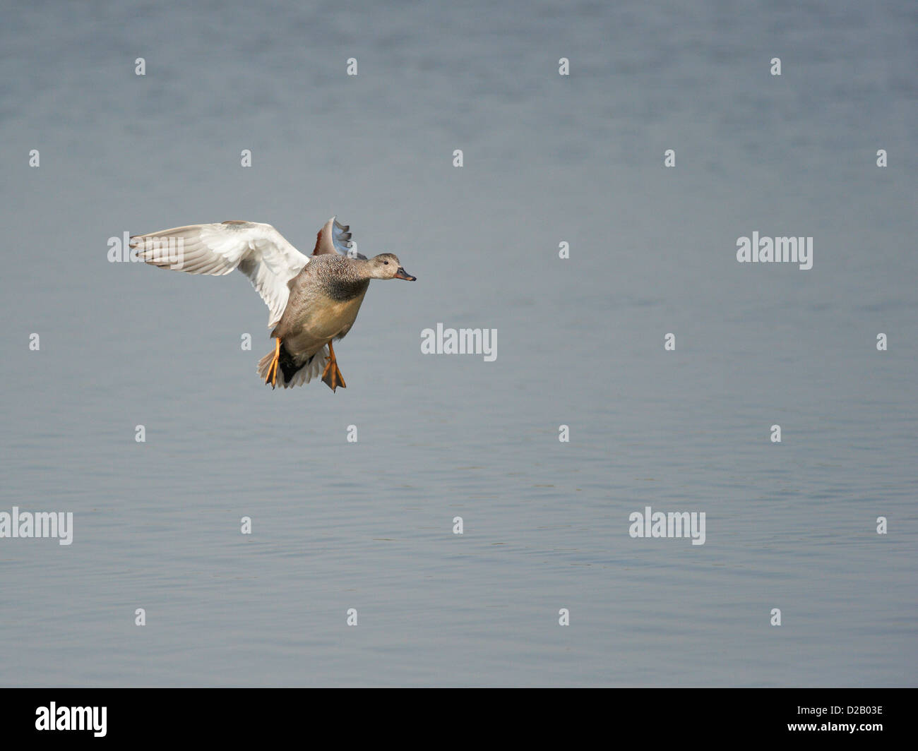 Gadwall in flight Stock Photo - Alamy