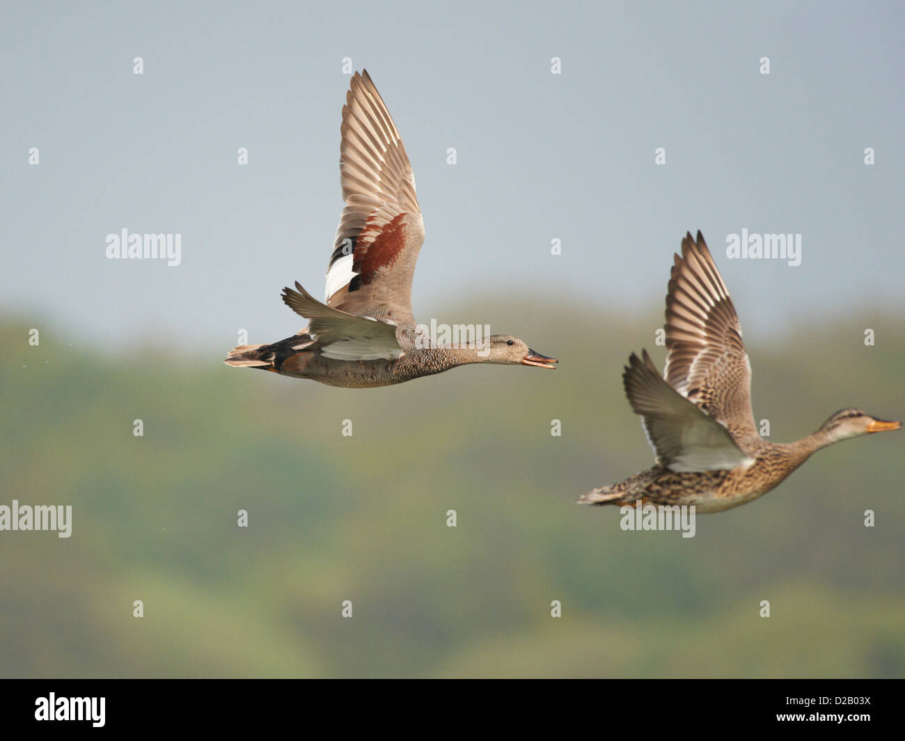 Gadwall in flight Stock Photo - Alamy