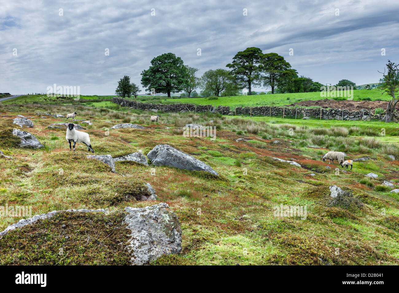 North York Moors in spring near Goathland, North Yorkshire, UK. The ...