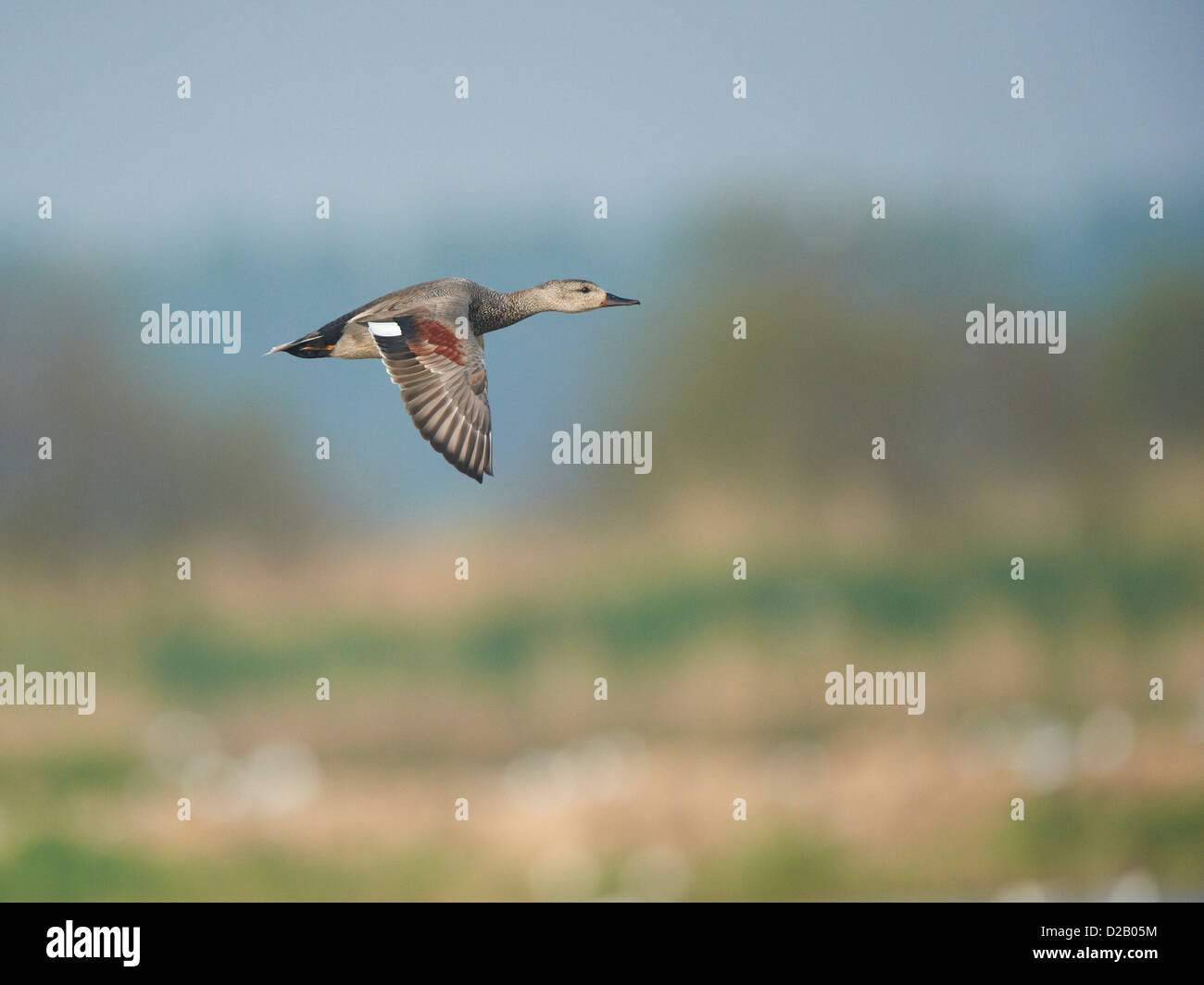 Gadwall in flight Stock Photo - Alamy