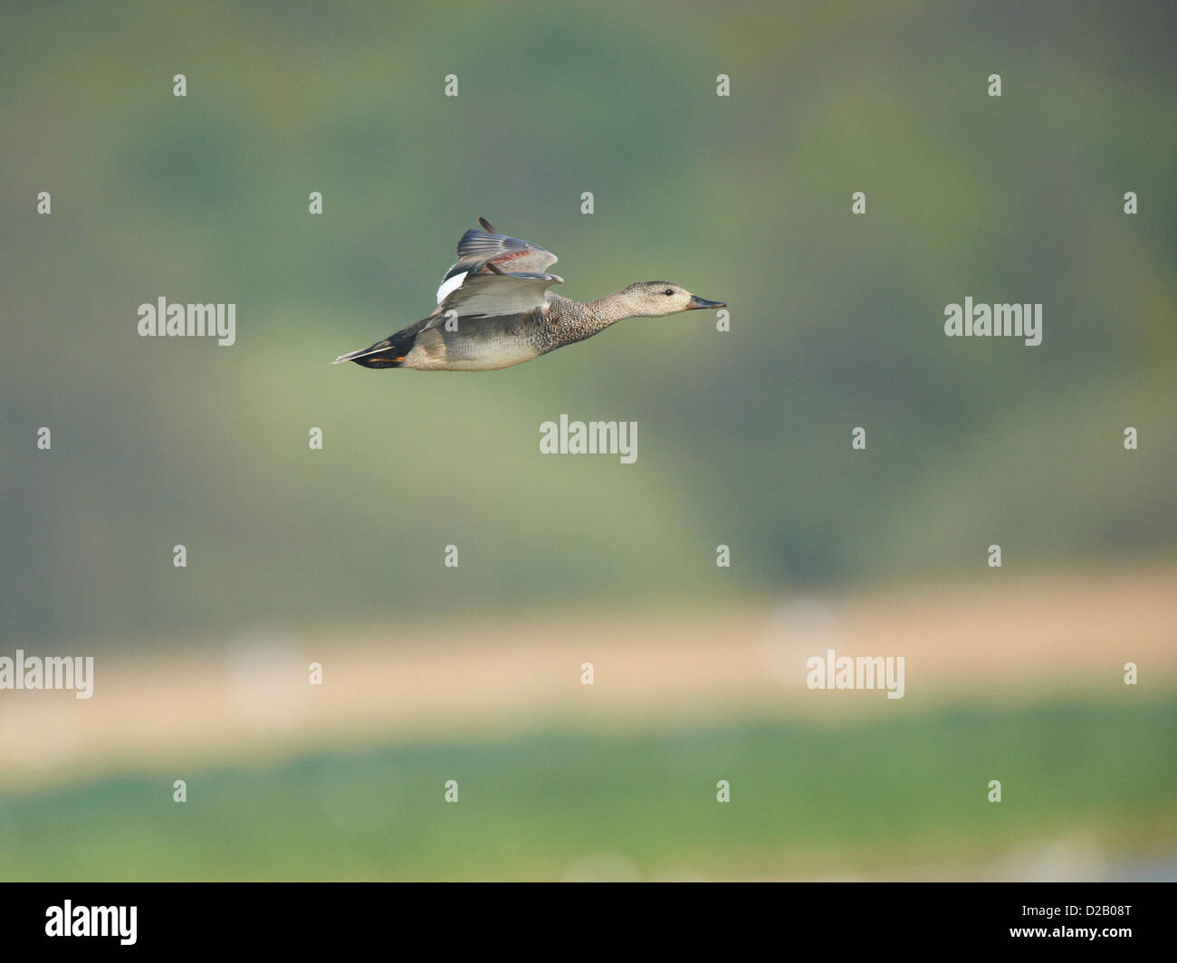 Gadwall in flight Stock Photo - Alamy