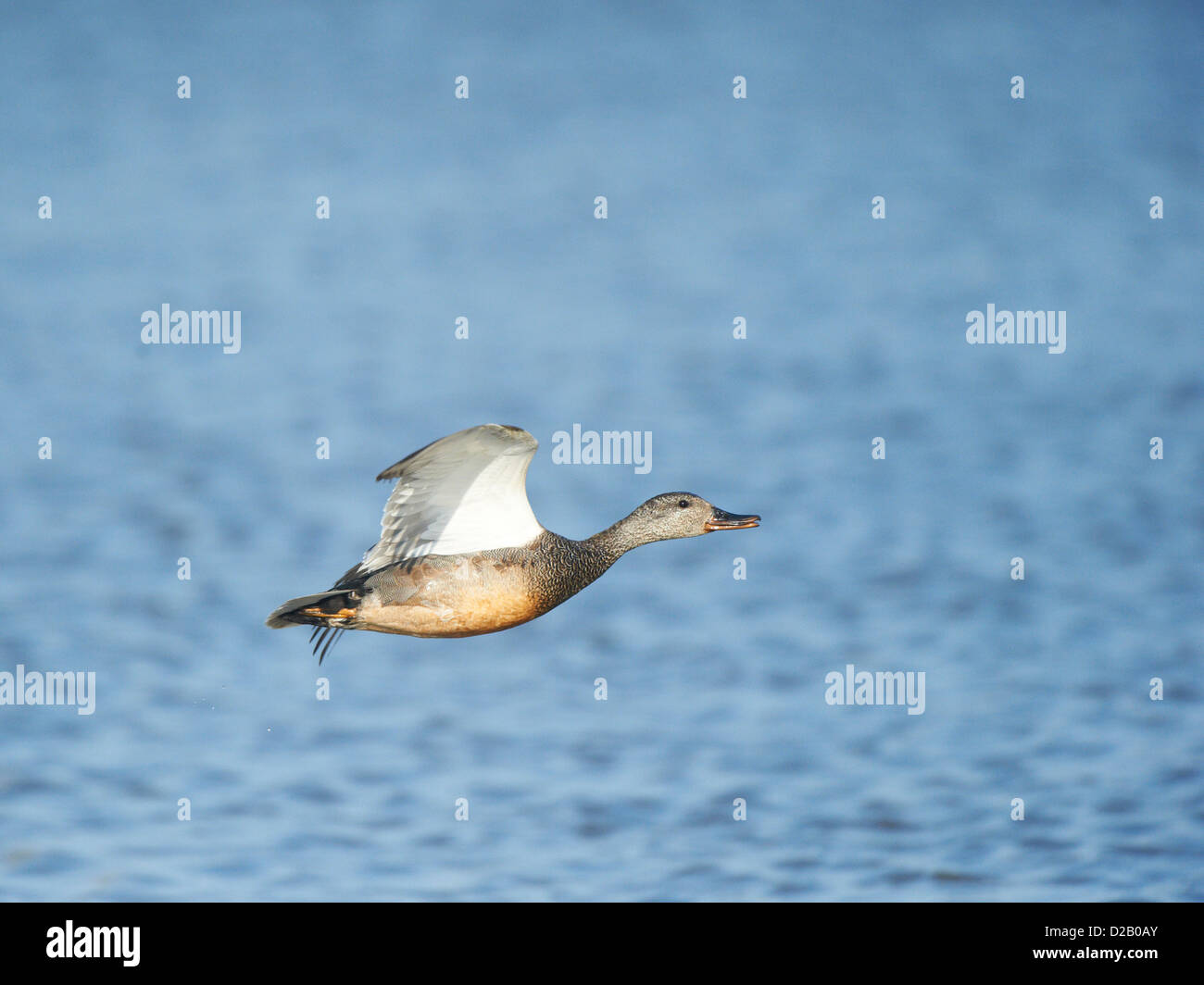 Gadwall in flight Stock Photo - Alamy