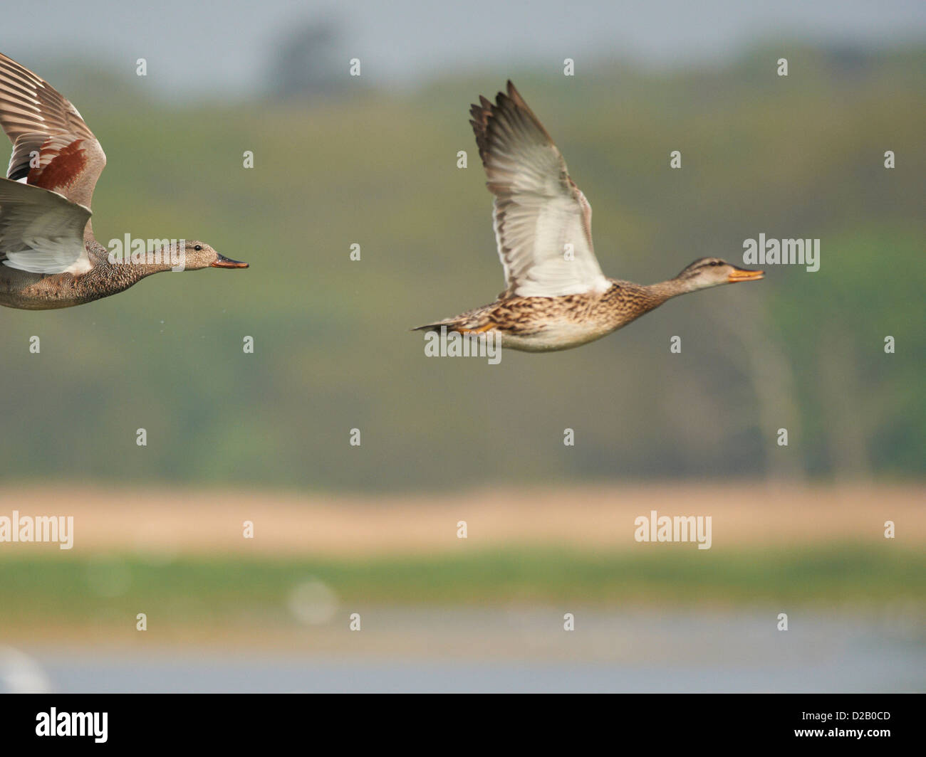 Gadwall in flight Stock Photo - Alamy
