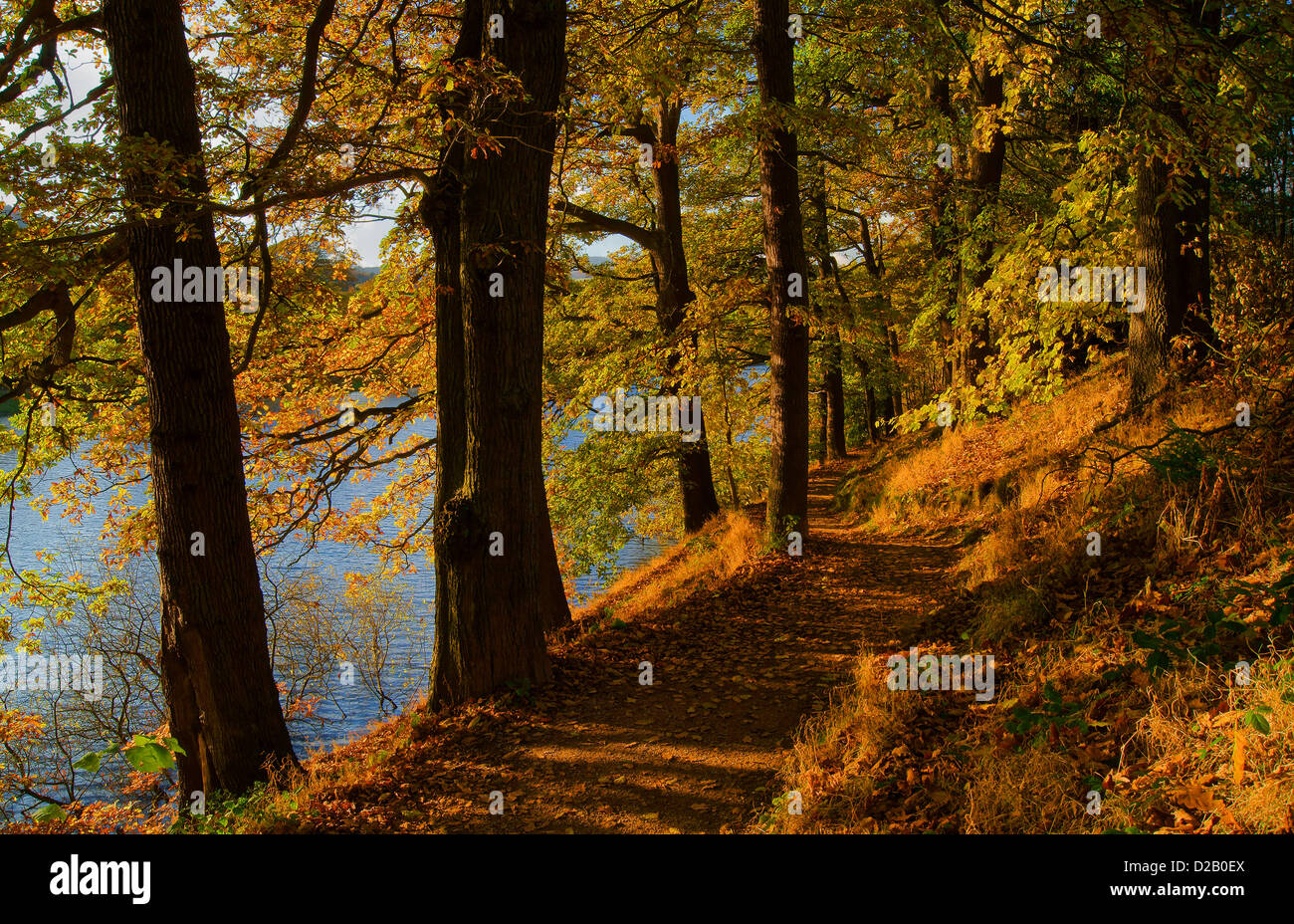 Woods around Damflask Reservoir,Peak District during Autumn Stock Photo ...