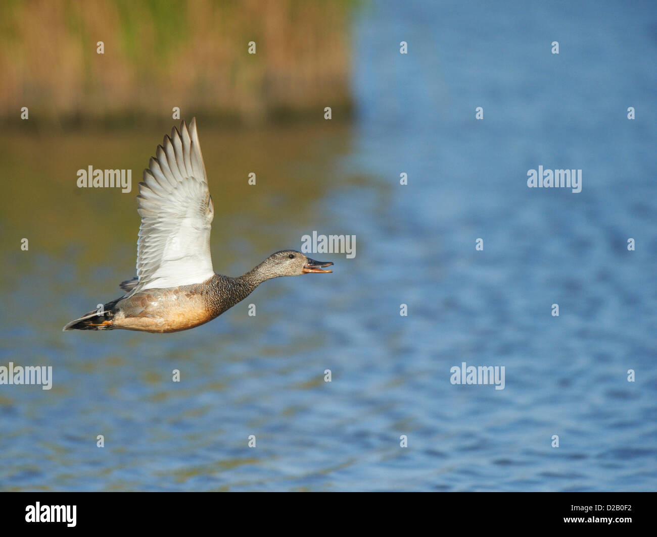 Gadwall in flight Stock Photo - Alamy
