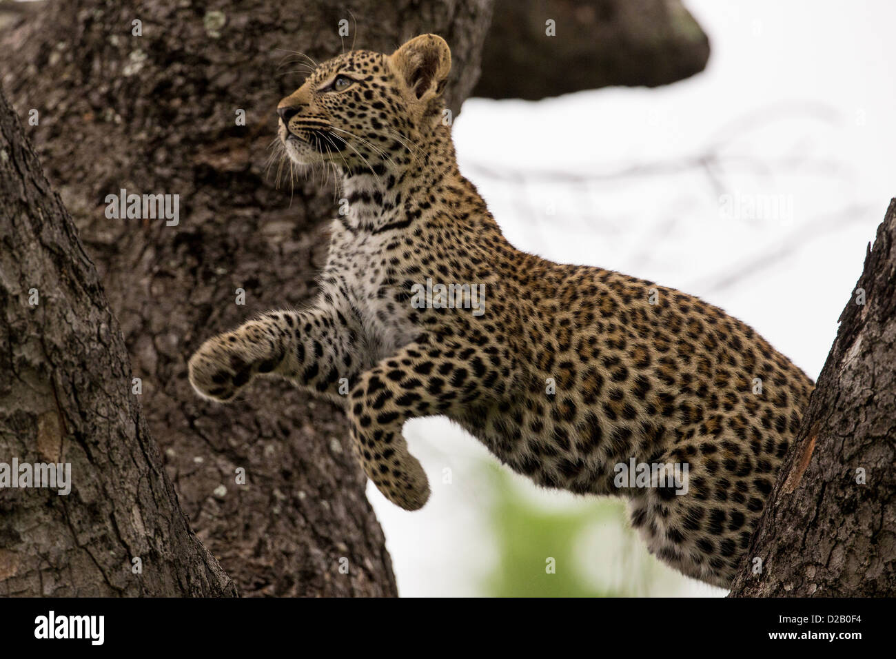 Leopard jump hi-res stock photography and images - Alamy