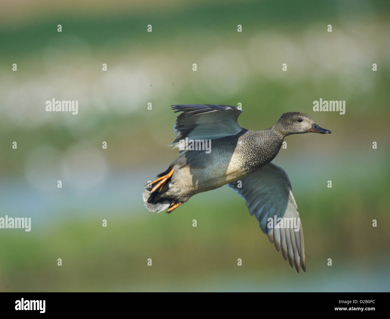 Gadwall in flight Stock Photo - Alamy