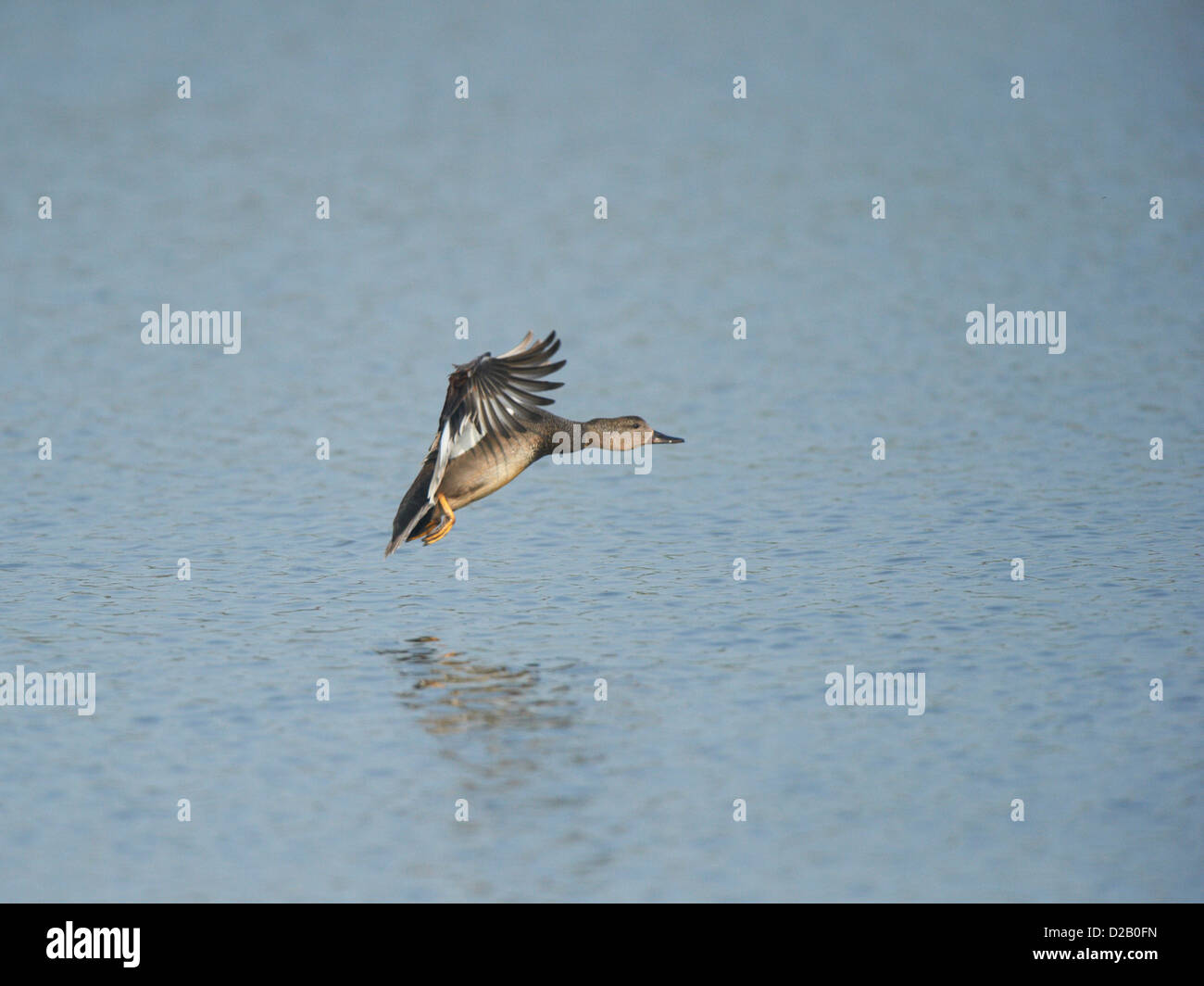 Gadwall in flight Stock Photo - Alamy