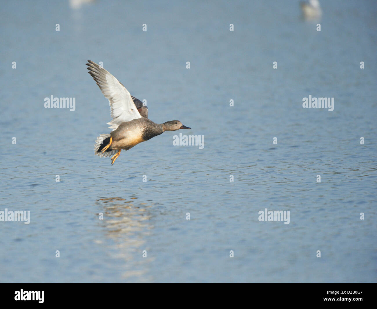 Gadwall in flight Stock Photo - Alamy