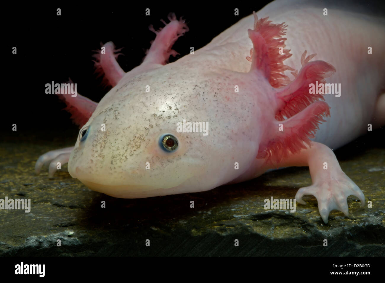 White axolotl (Ambystoma mexicanum) neotenic aquatic salamander Stock ...
