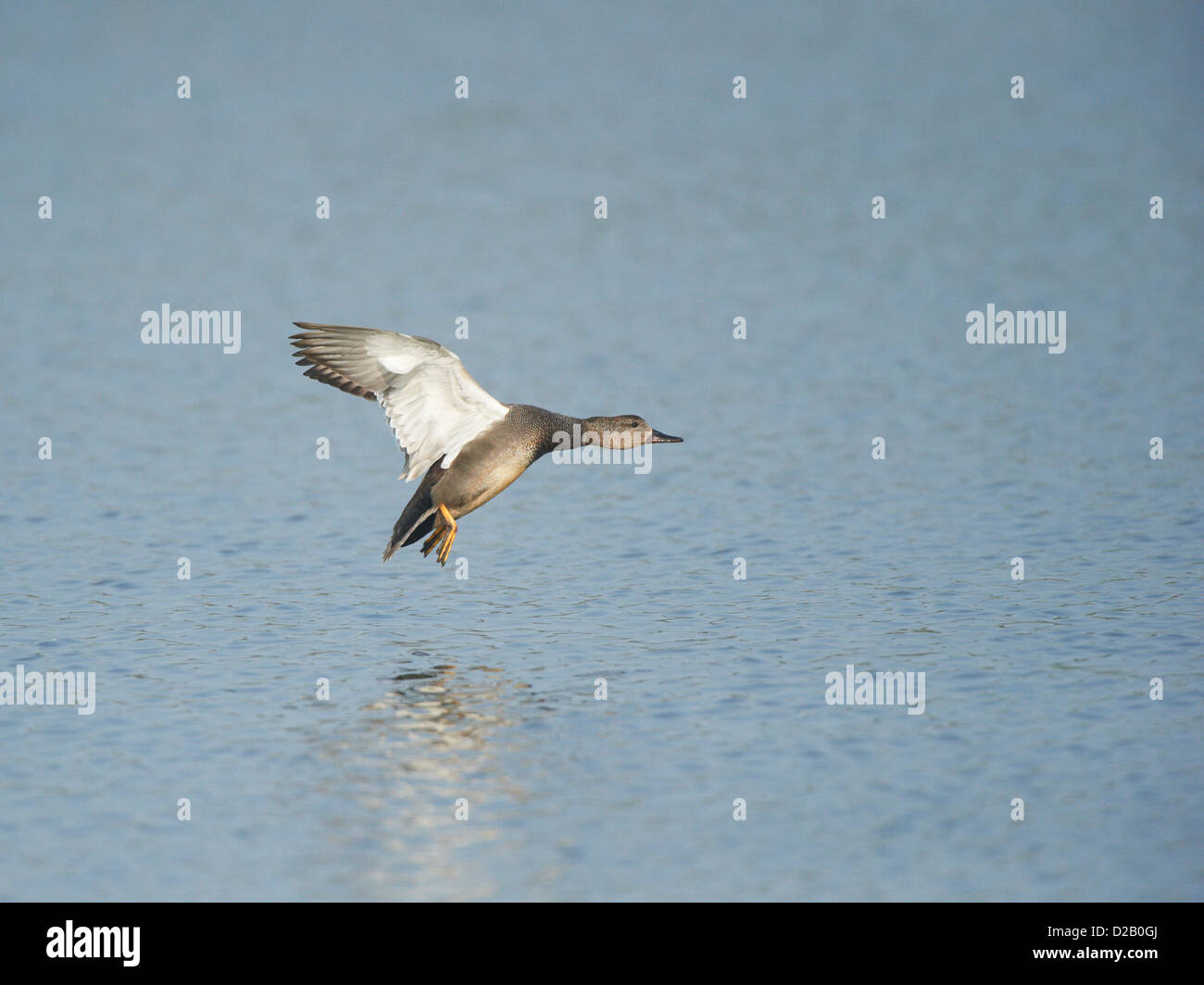 Gadwall in flight Stock Photo - Alamy